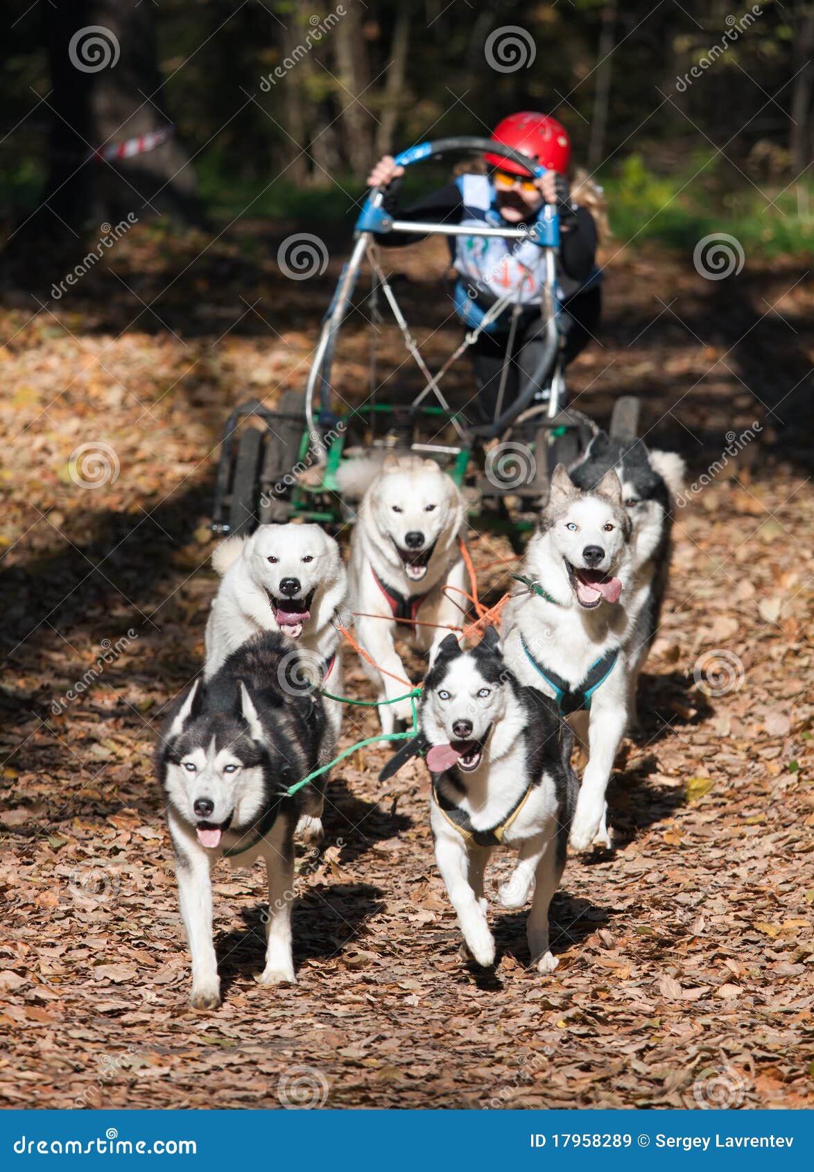 Dog-carting stock image. Image of offsnow, outdoors, sleddogs - 17958289