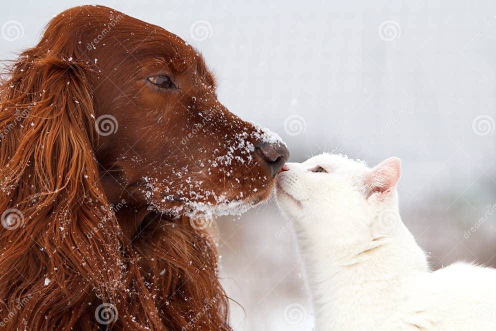Dog and cat stock photo. Image of winter, snow, nature - 28139318