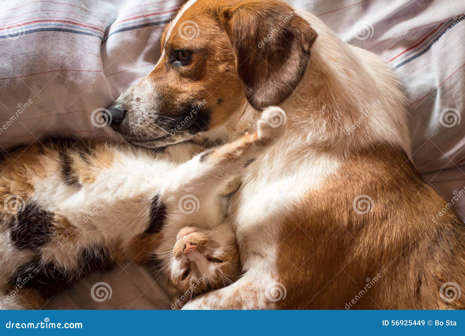 Dog and cat cuddle on bed stock image. Image of friends - 56925449