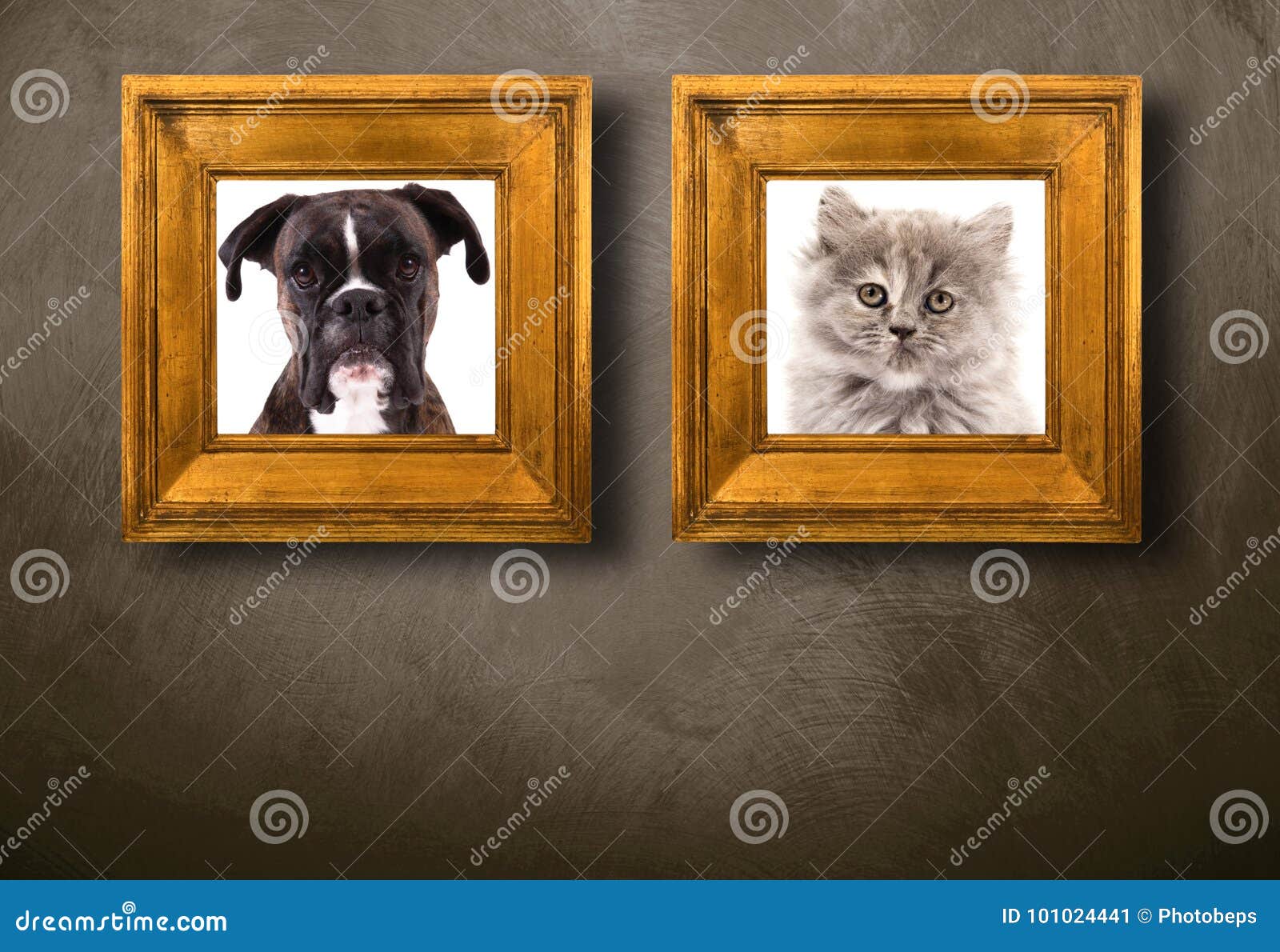 Dog and cat in frame stock image. Image of small, kitty - 101024441