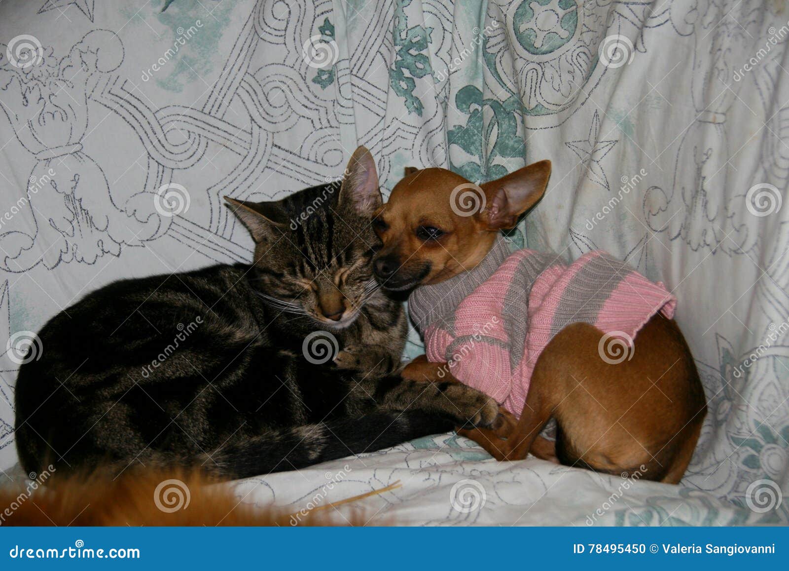 Dog and cat friends stock photo. Image of couple, family - 78495450