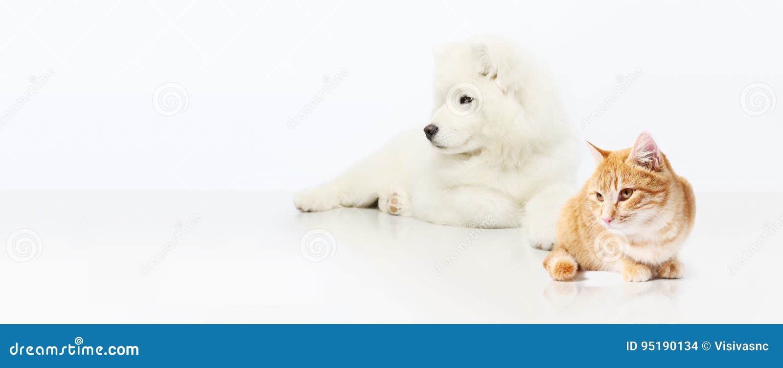 Dog and Cat Isolated on White Background Stock Photo - Image of ...