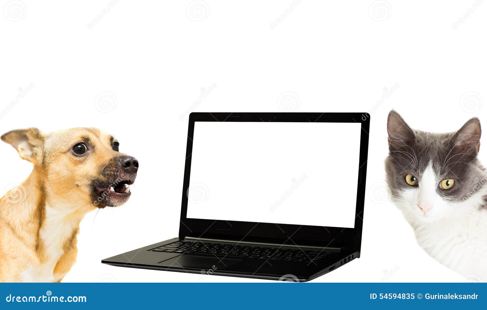 A dog and a cat stock image. Image of looking, kitten - 54594835