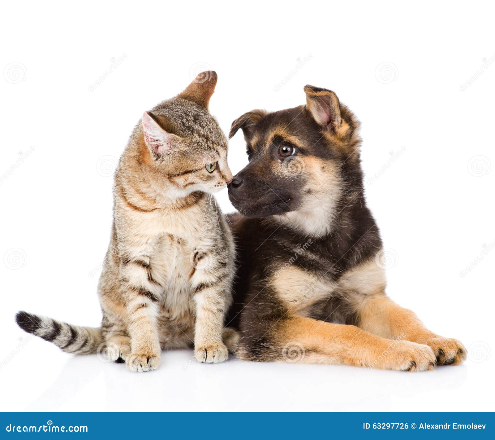 Dog and Cat Looking at Each Other. Isolated on White Background Stock ...