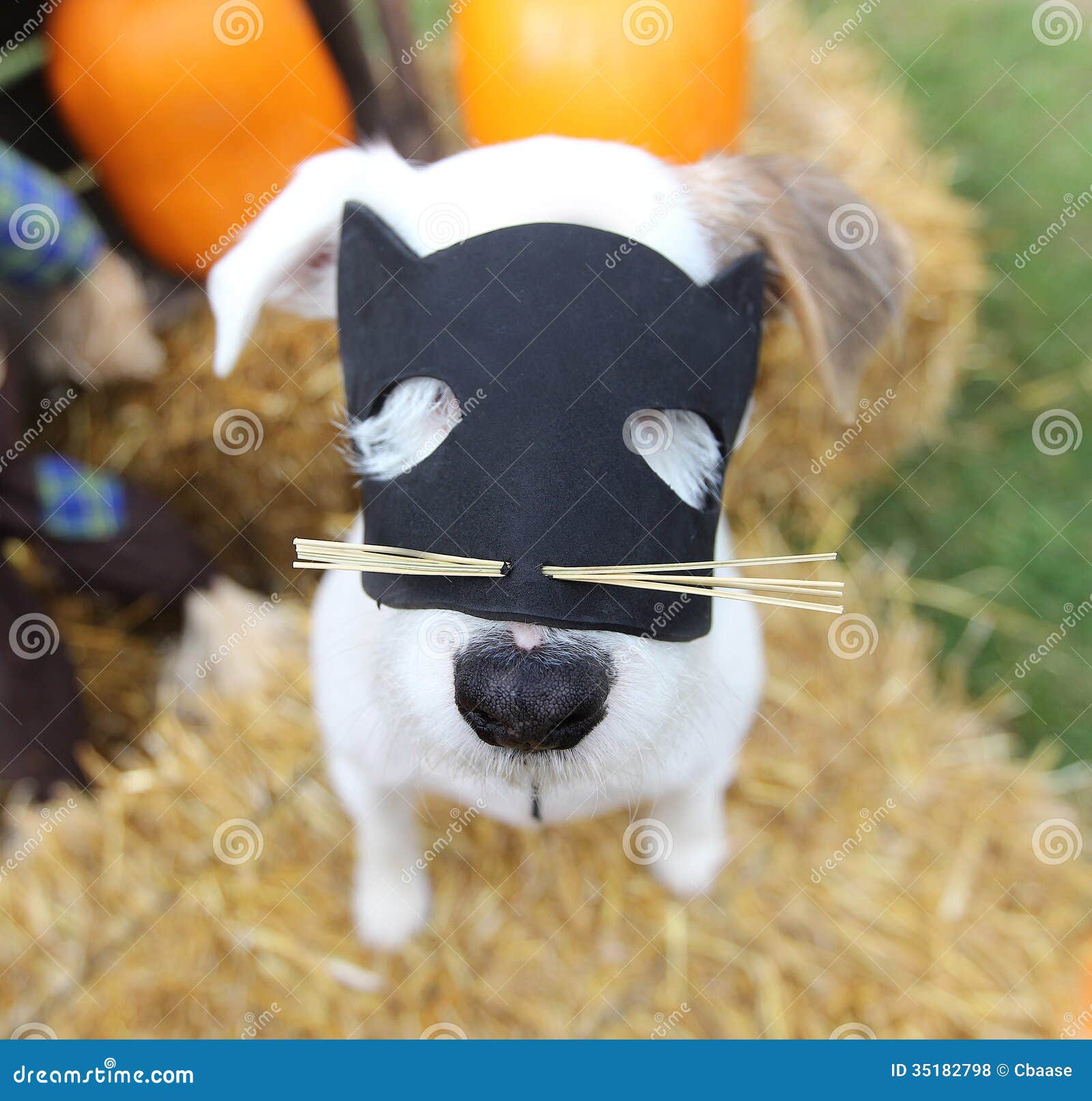 Dog with cat mask stock photo. Image of halloween, jack - 35182798