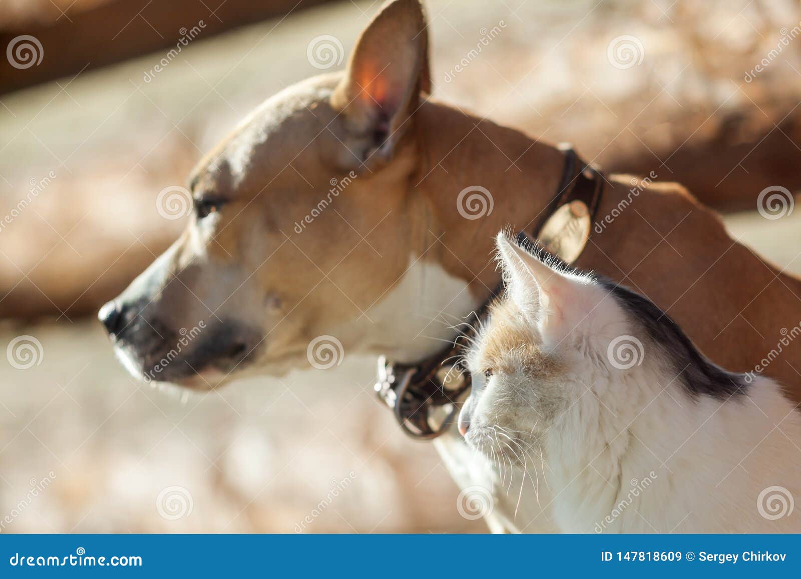 Dog and Cat Playing Together Stock Image - Image of love, domestic ...