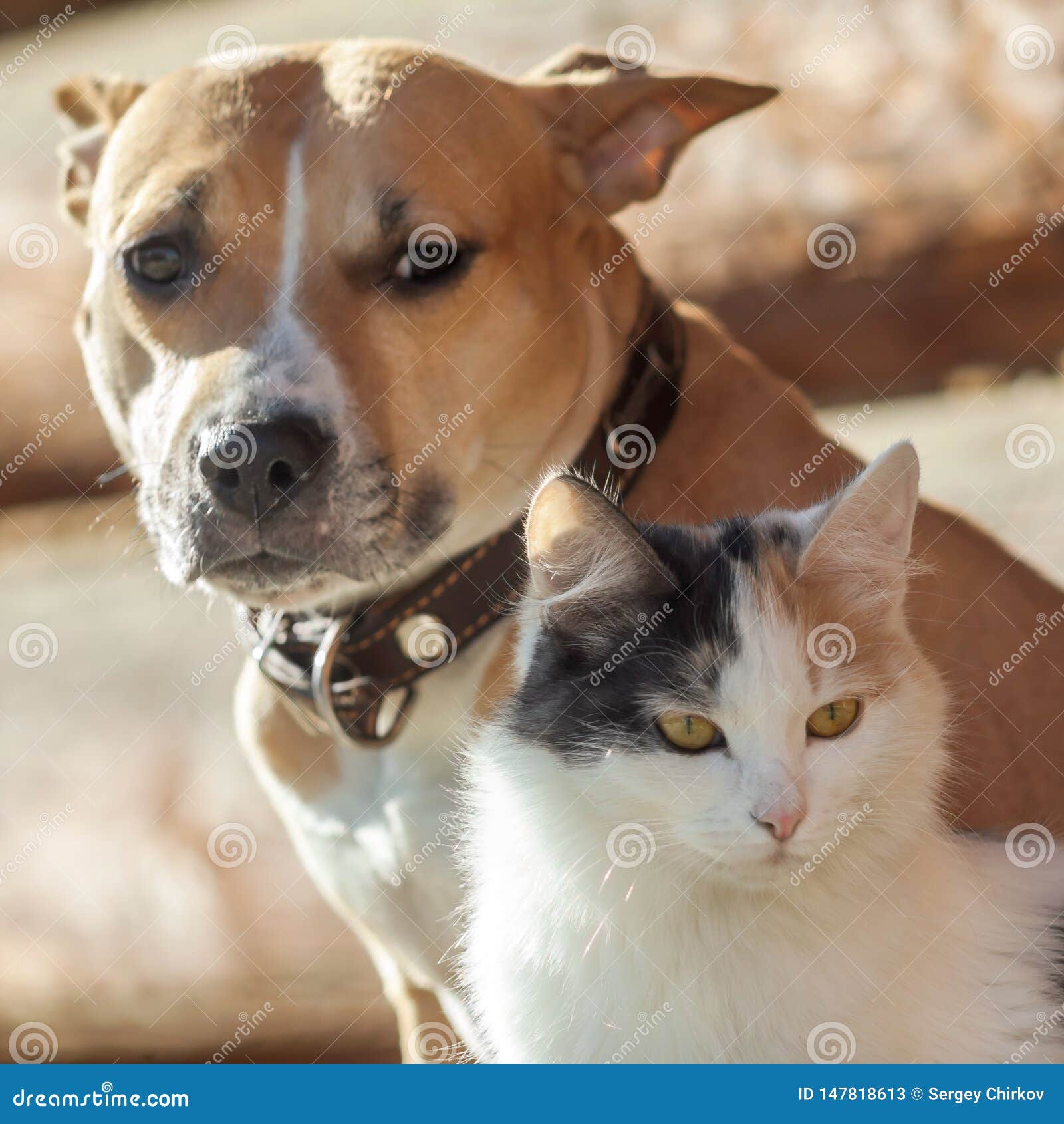 Dog and Cat Playing Together Stock Image - Image of adorable, friends ...