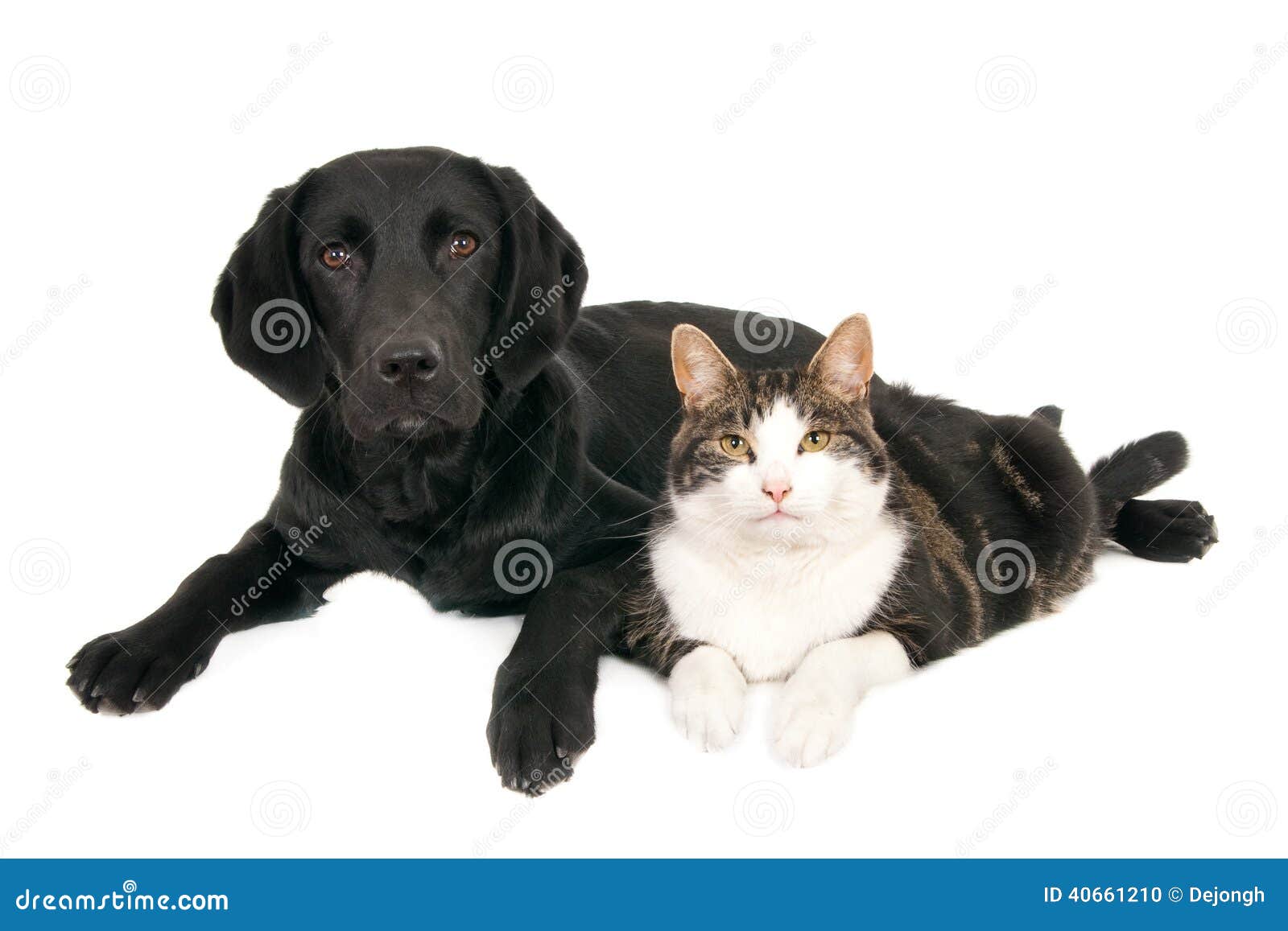How Are Labradors With Cats