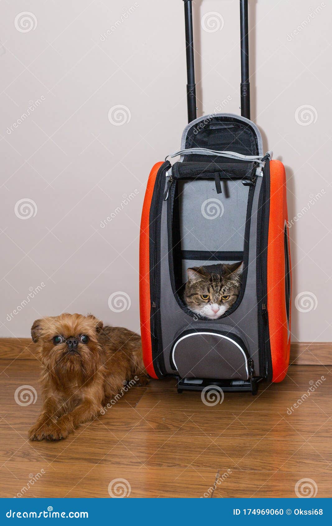 Dog and Cat are Ready for the Ride Stock Photo - Image of container ...