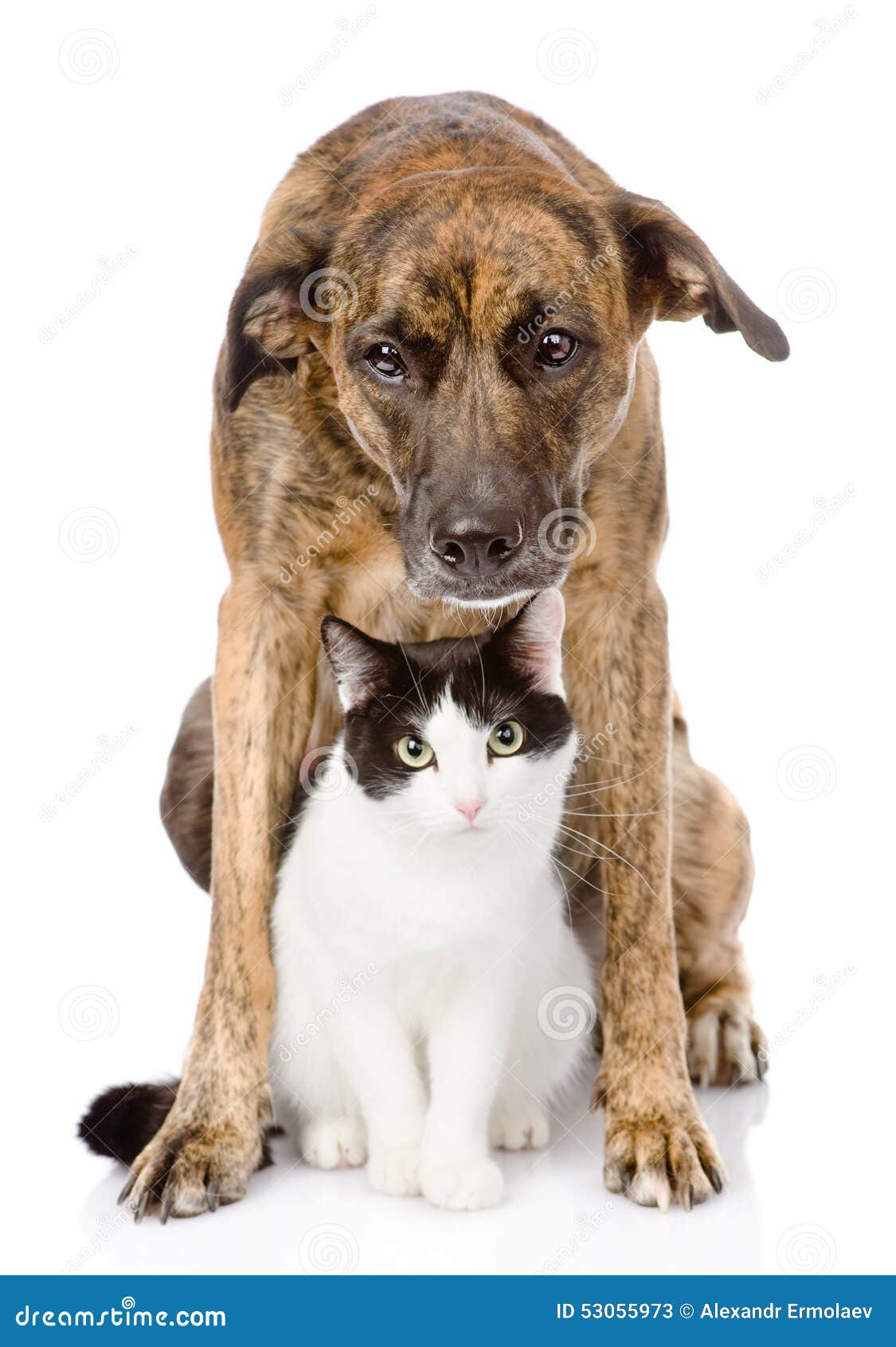 Dog and Cat Sitting in Front. Isolated on White Background Stock Image ...