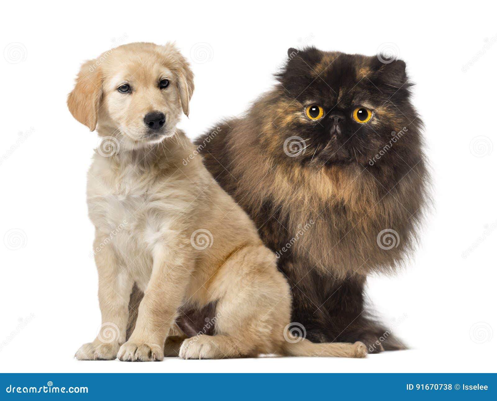 Dog and Cat Sitting, Isolated Stock Photo - Image of sitting, carnivore ...