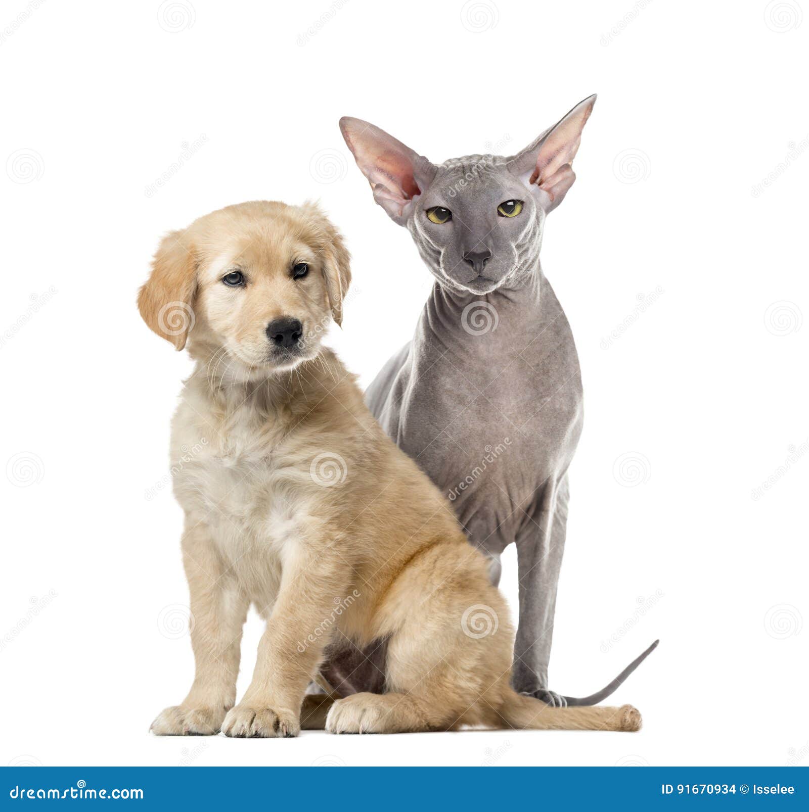 Dog and Cat Sitting, Isolated Stock Photo - Image of vertebrate ...