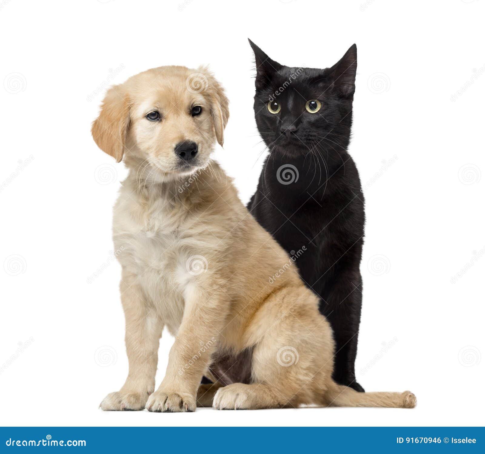 Dog and Cat Sitting, Isolated Stock Photo - Image of domestic, european ...