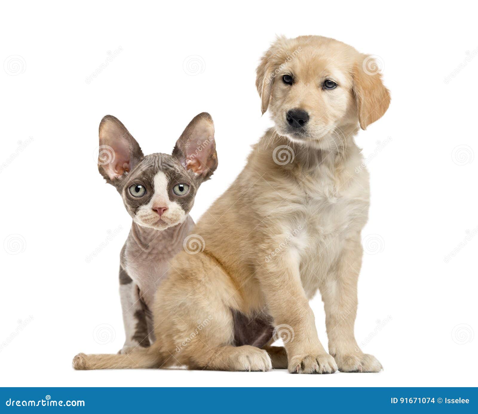 Dog and Cat Sitting, Isolated Stock Photo - Image of studio, purebred ...