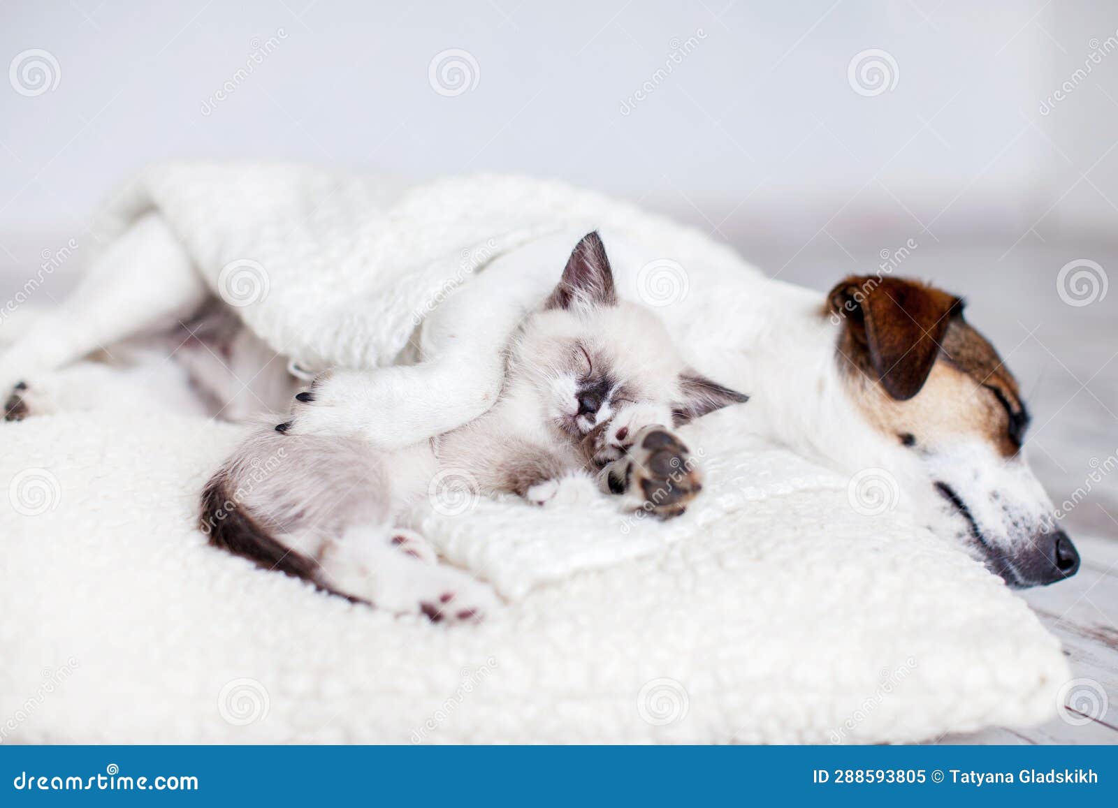 Dog and Cat Sleeping Together Stock Image - Image of relax, feline ...