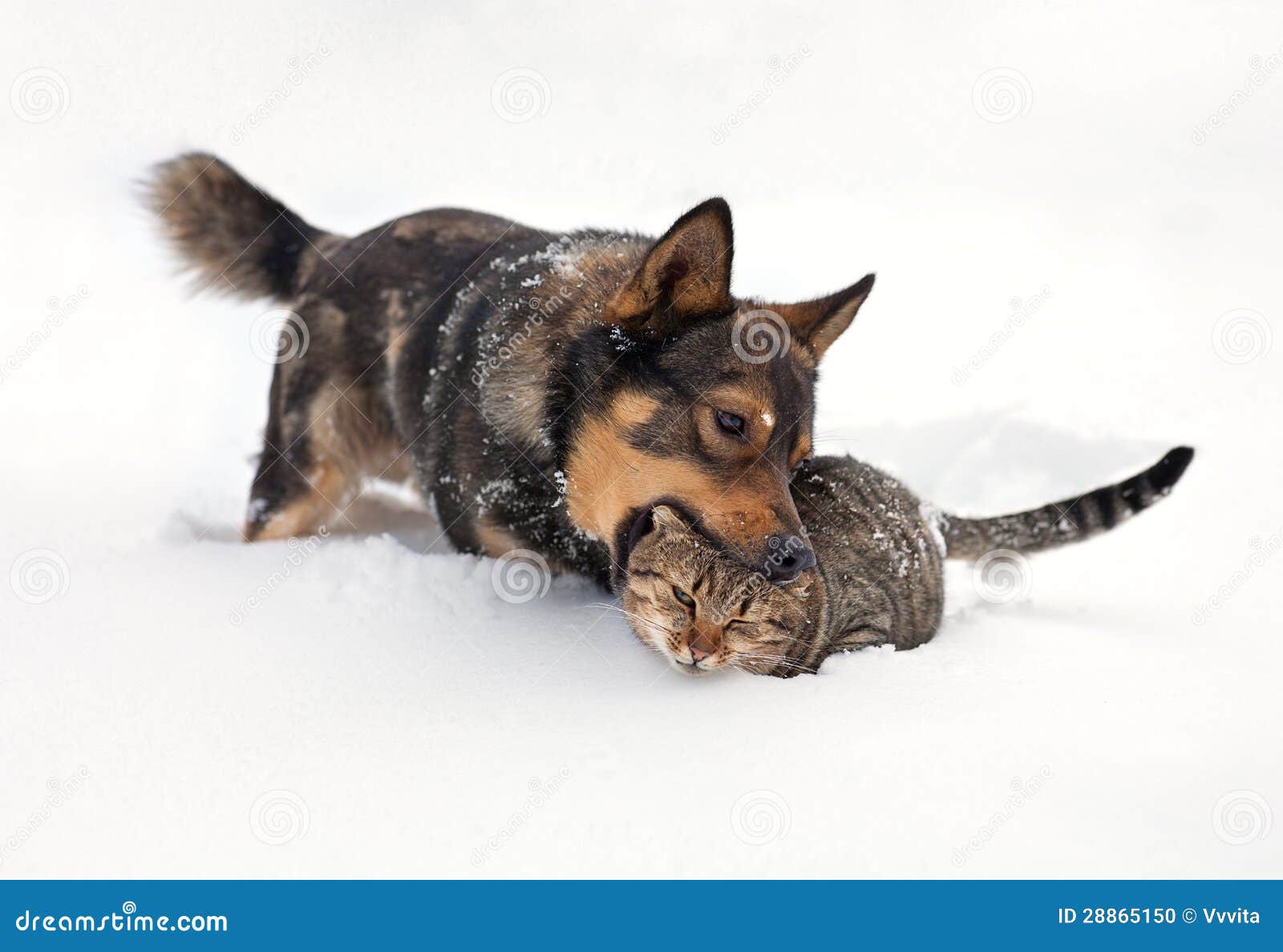 Dog and cat in snow stock photo. Image of care, frost - 28865150