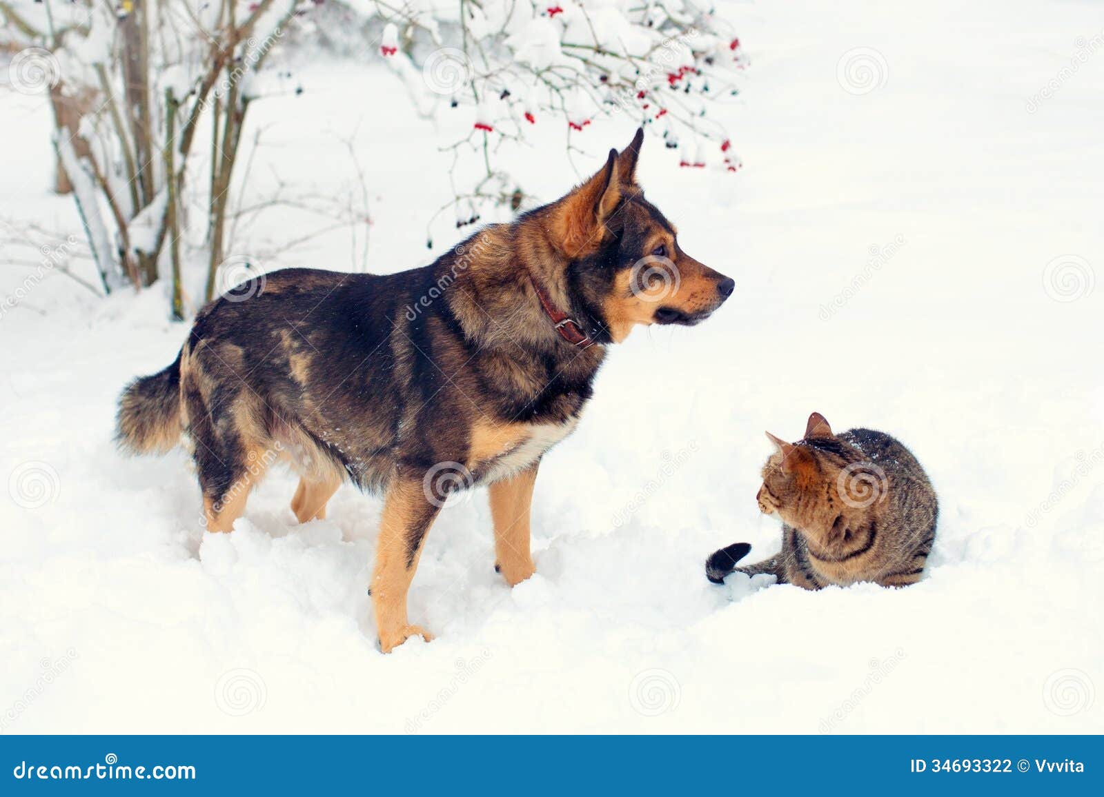 Dog and cat in snow stock photo. Image of friendship - 34693322