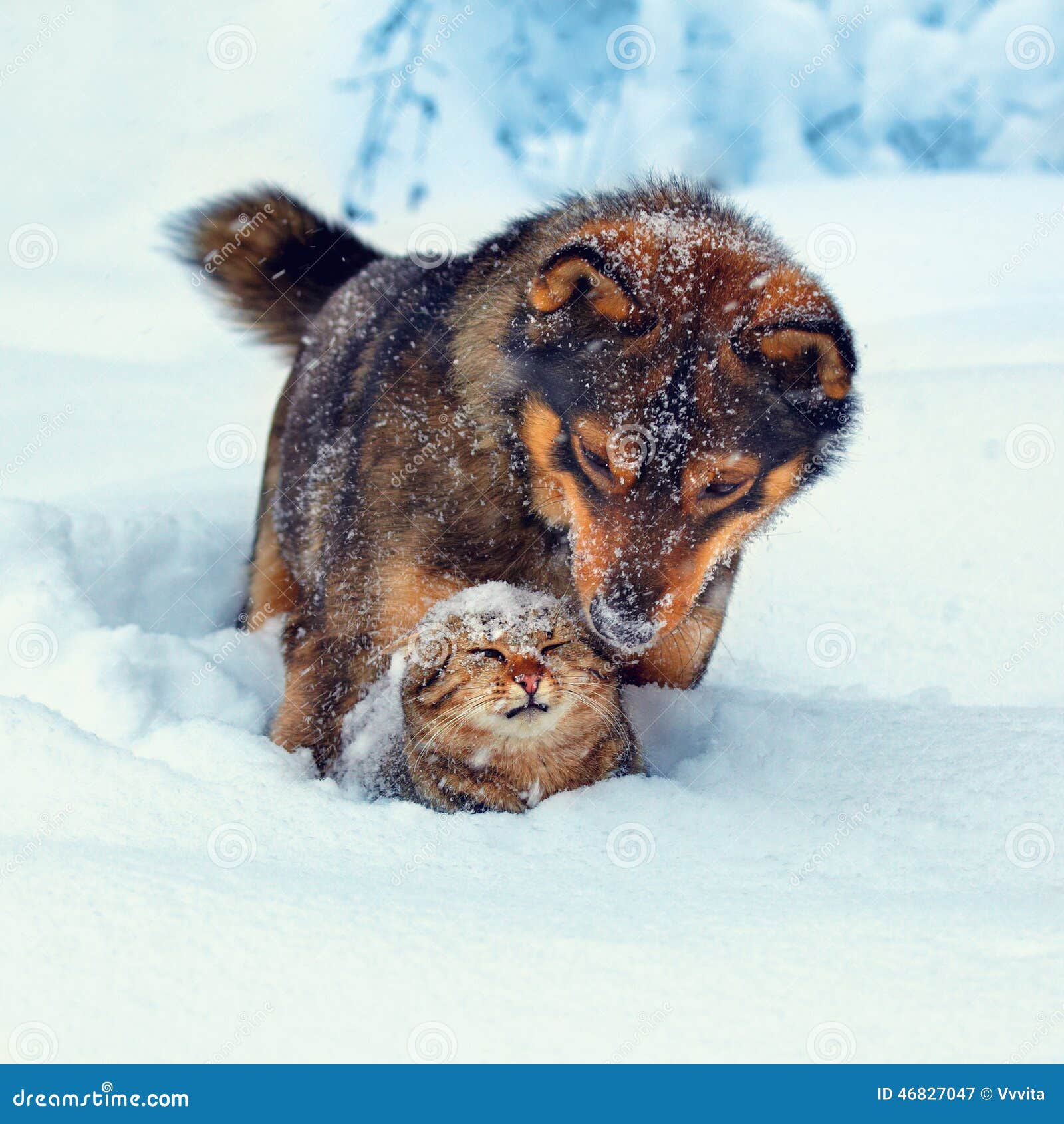 Dog and cat in snow stock image. Image of christmas, friendship - 46827047