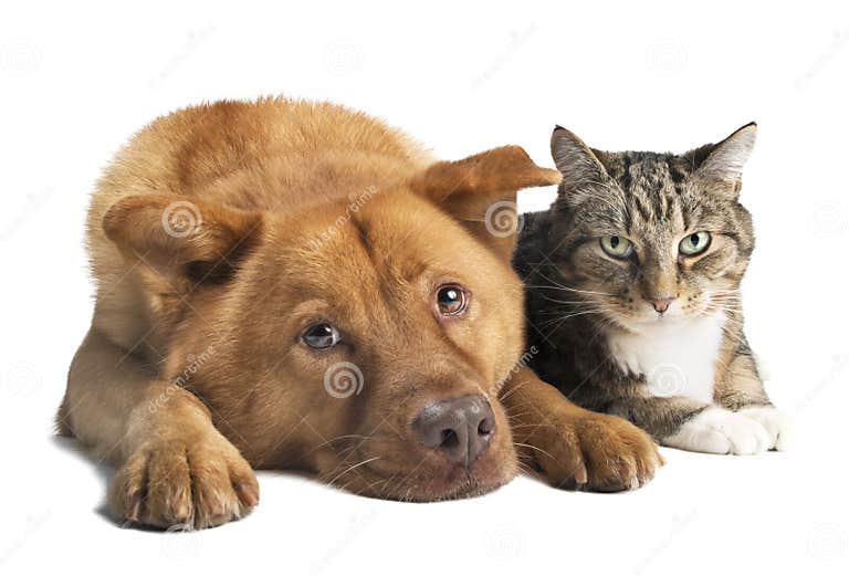 Dog and Cat together stock image. Image of togetherness - 28365715