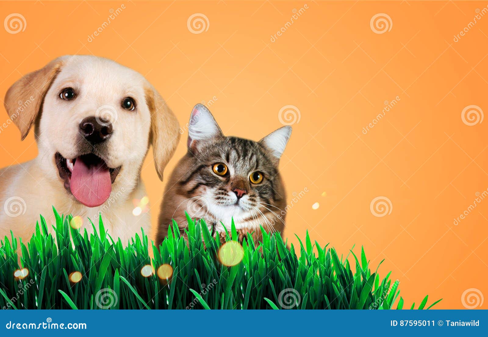 Dog and Cat Together on Grass, Spring Concept. Stock Image - Image of ...