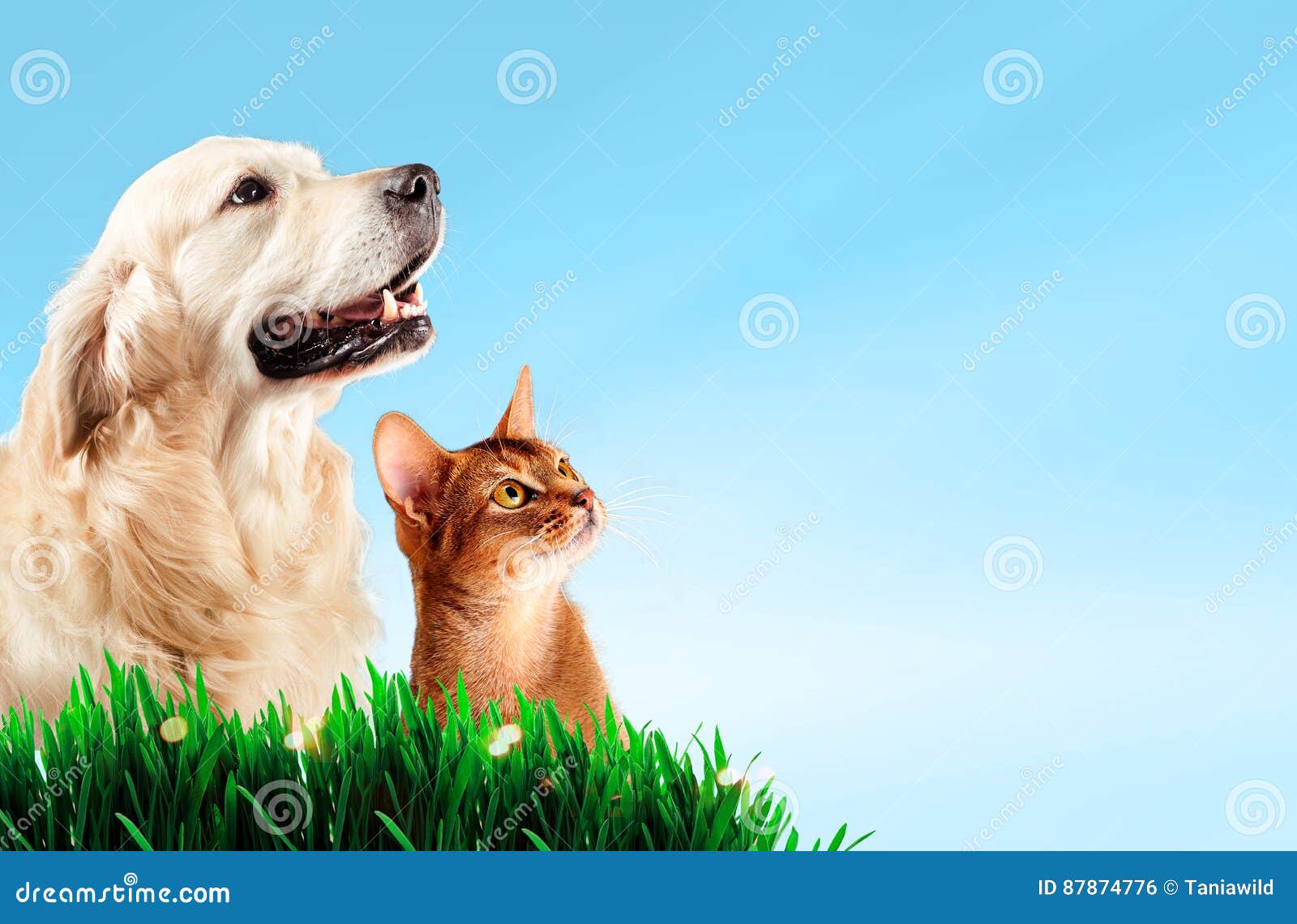 Dog and Cat Together on Grass, Spring Concept. Stock Photo - Image of ...