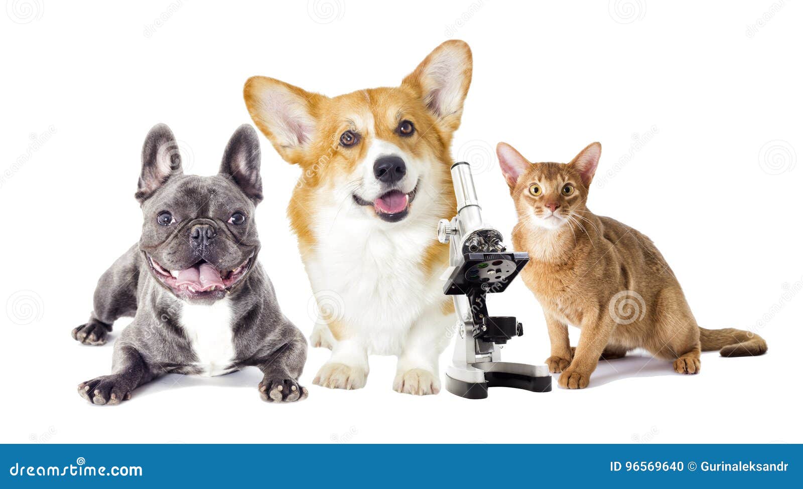 Cat Puppy Microscope Stock Photos - Free & Royalty-Free Stock Photos ...
