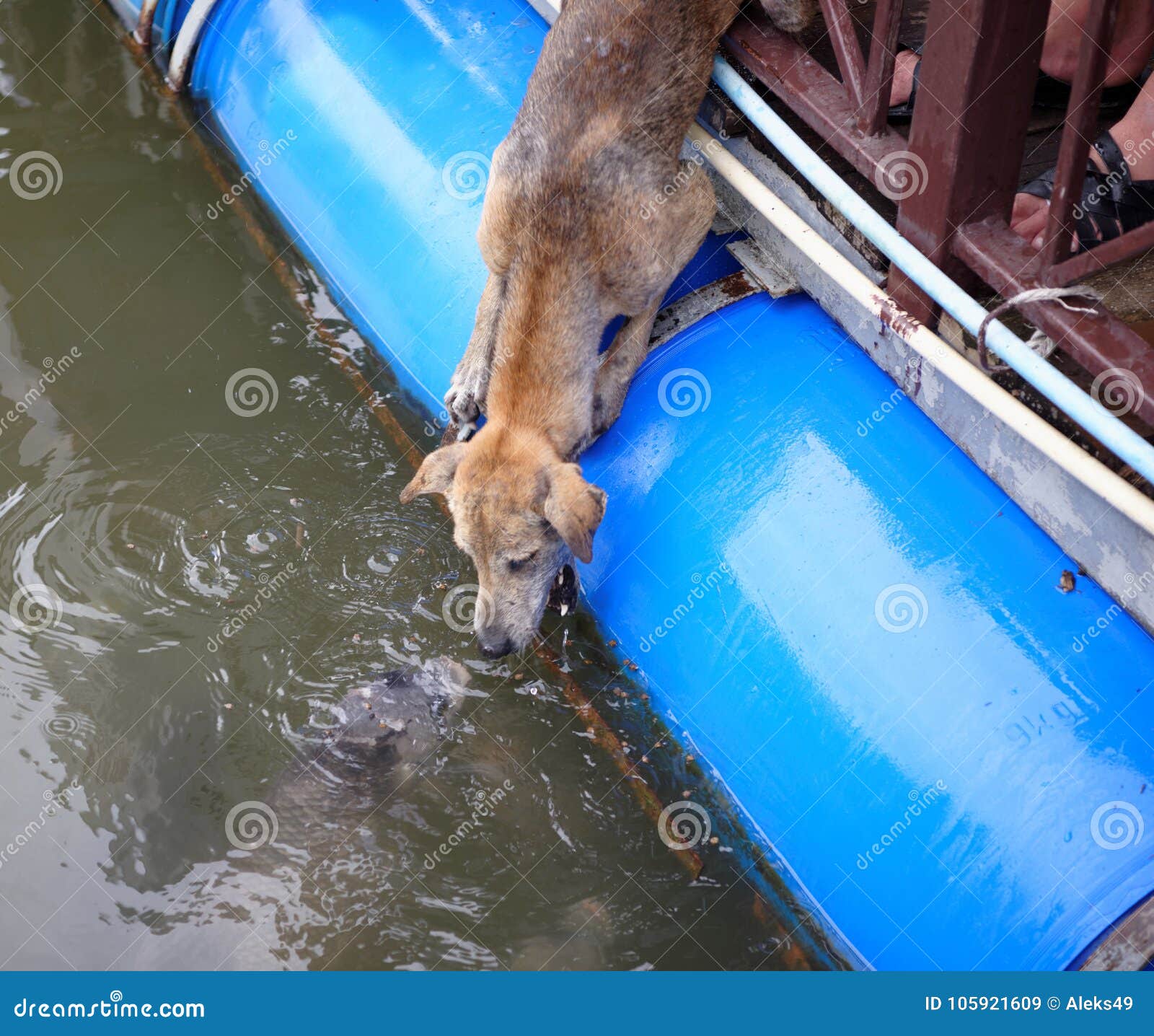 Dog Catches Fish in the Lake, Thailand Stock Image - Image of green ...