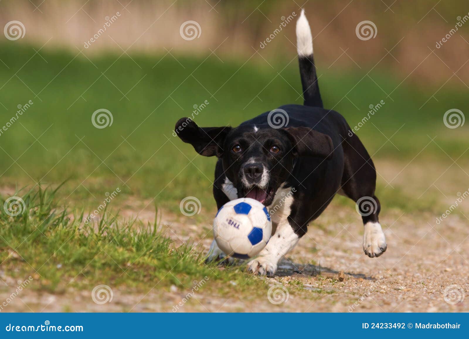 Dog is catching a ball stock photo. Image of action, ears - 24233492