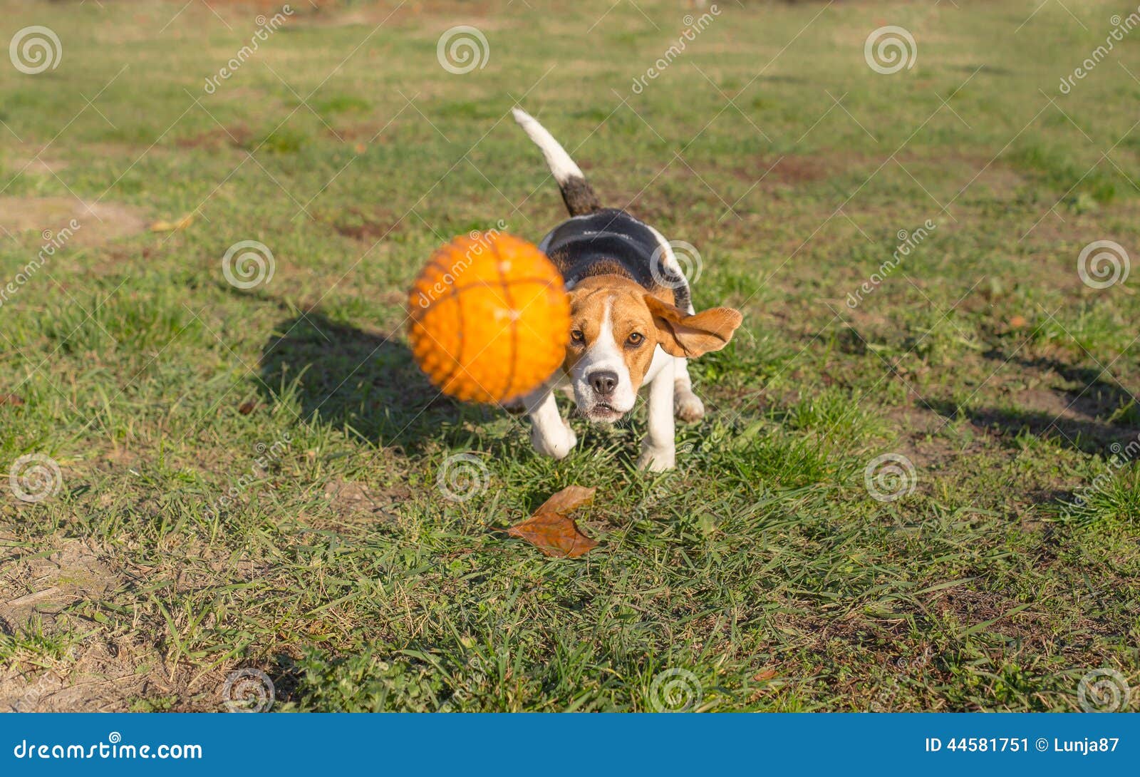 Dog catching a ball stock image. Image of blue, activity - 44581751
