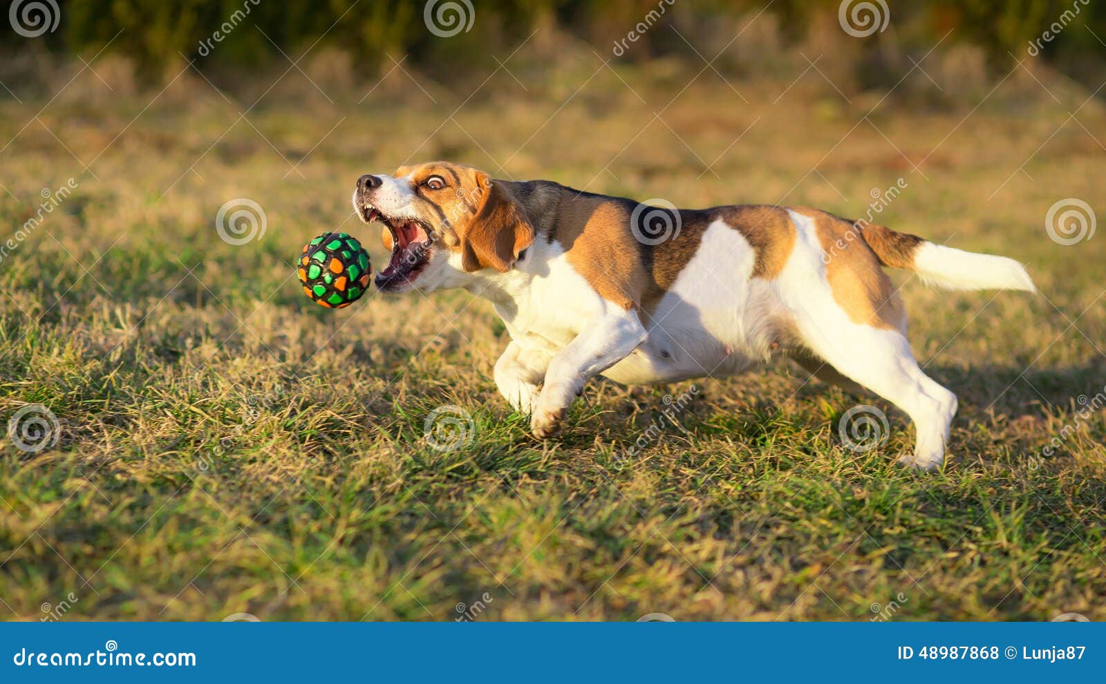 Dog catching a ball stock photo. Image of canine, mutt - 48987868
