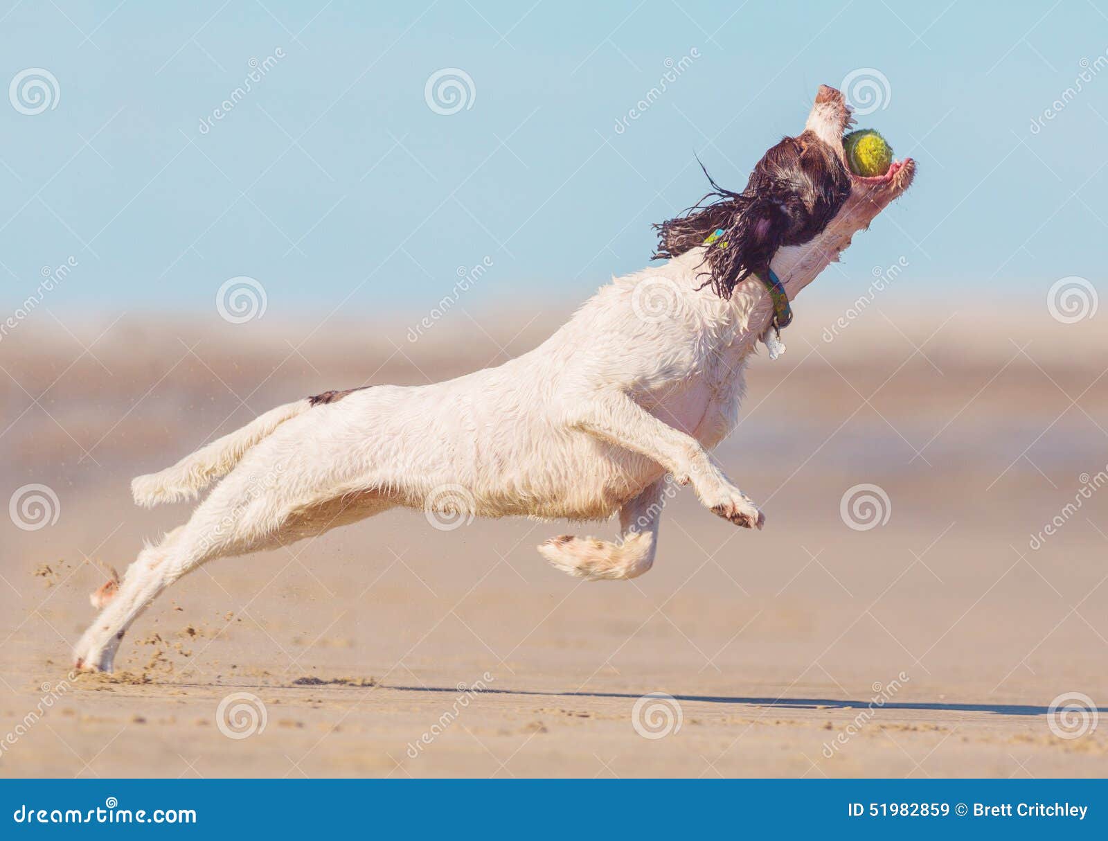 Dog catching ball stock image. Image of catching, summer - 51982859