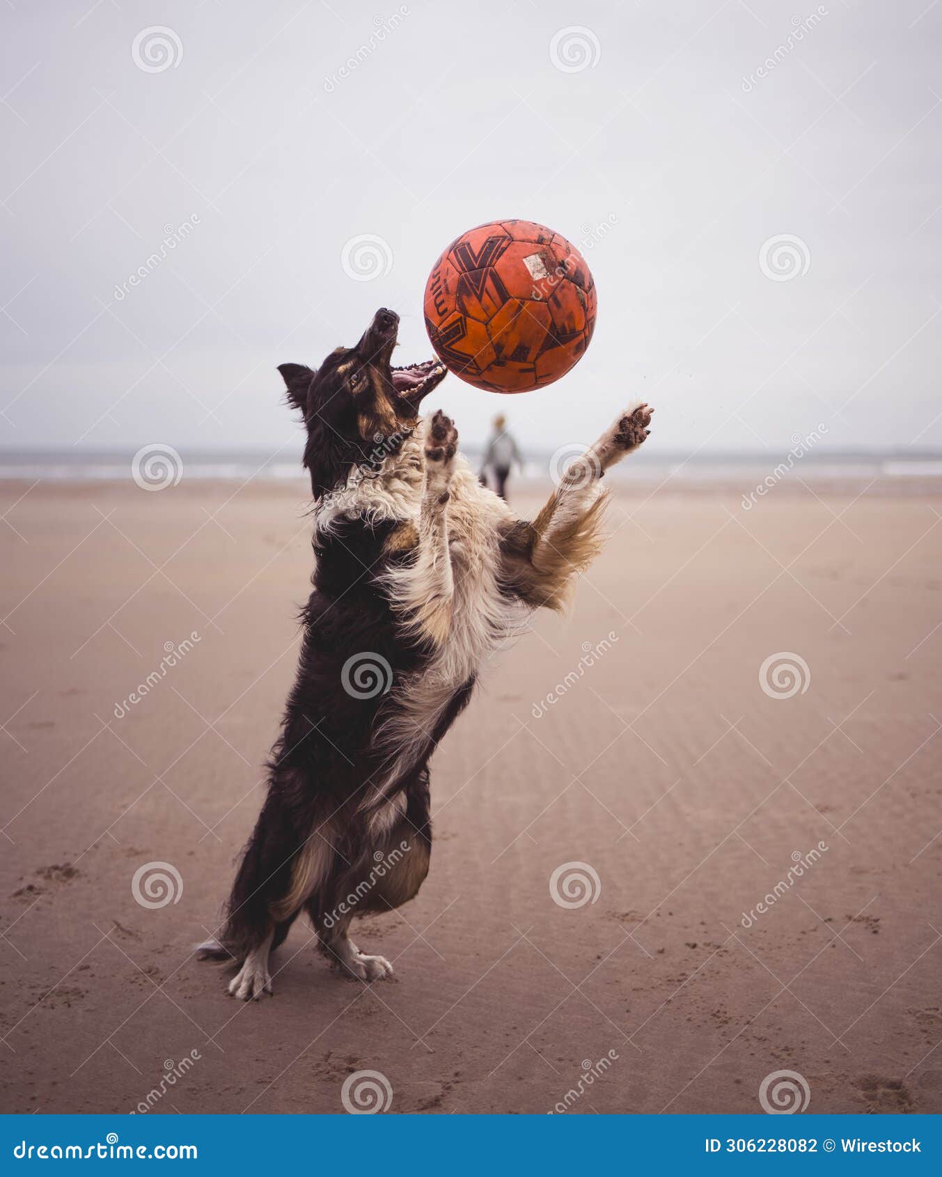 Dog Catching a Ball on a Sandy Beach. Editorial Photography - Image of ...