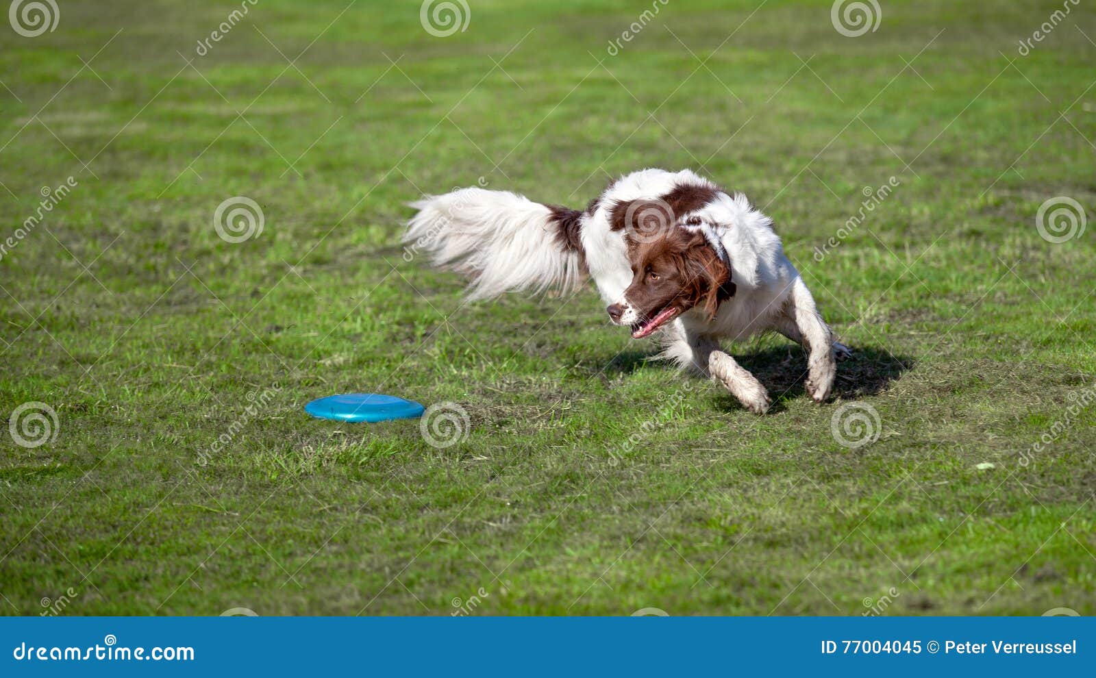 Dog Catching a Disc in a Meadow Stock Image - Image of happiness ...