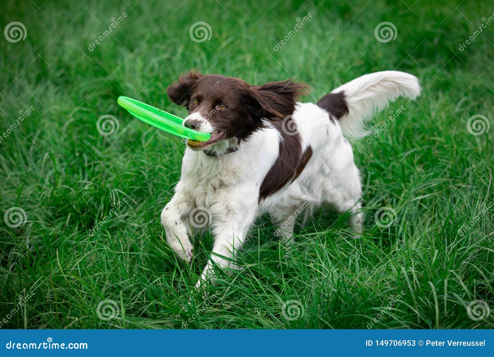 Dog Catching Disc and Runs with it Stock Image - Image of canine ...