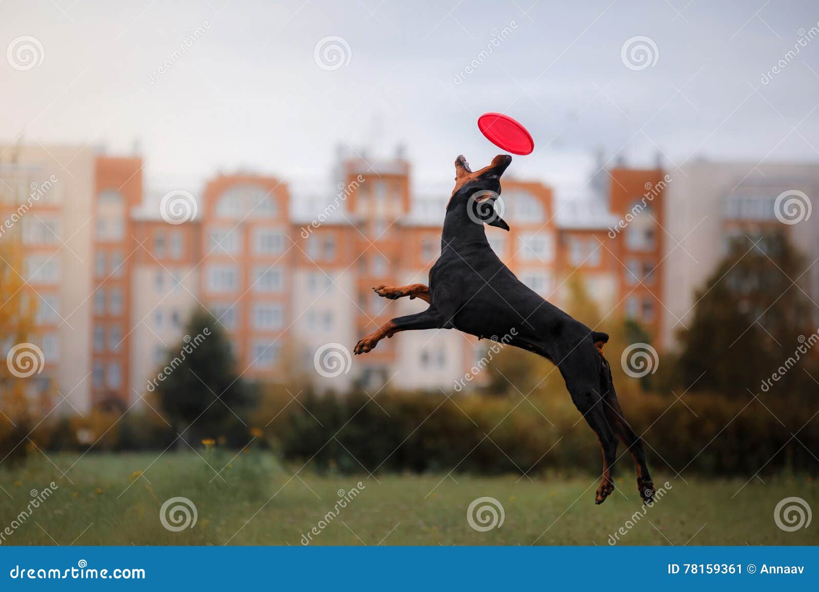 Dog catching disk in jump stock image. Image of domestic - 78159361