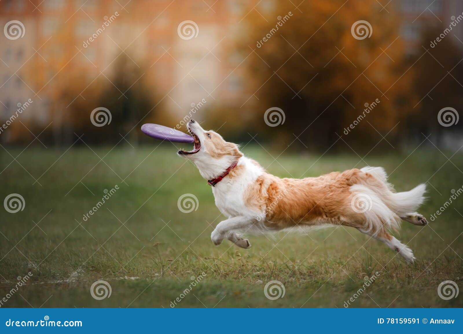 Dog catching disk in jump stock image. Image of collie - 78159591