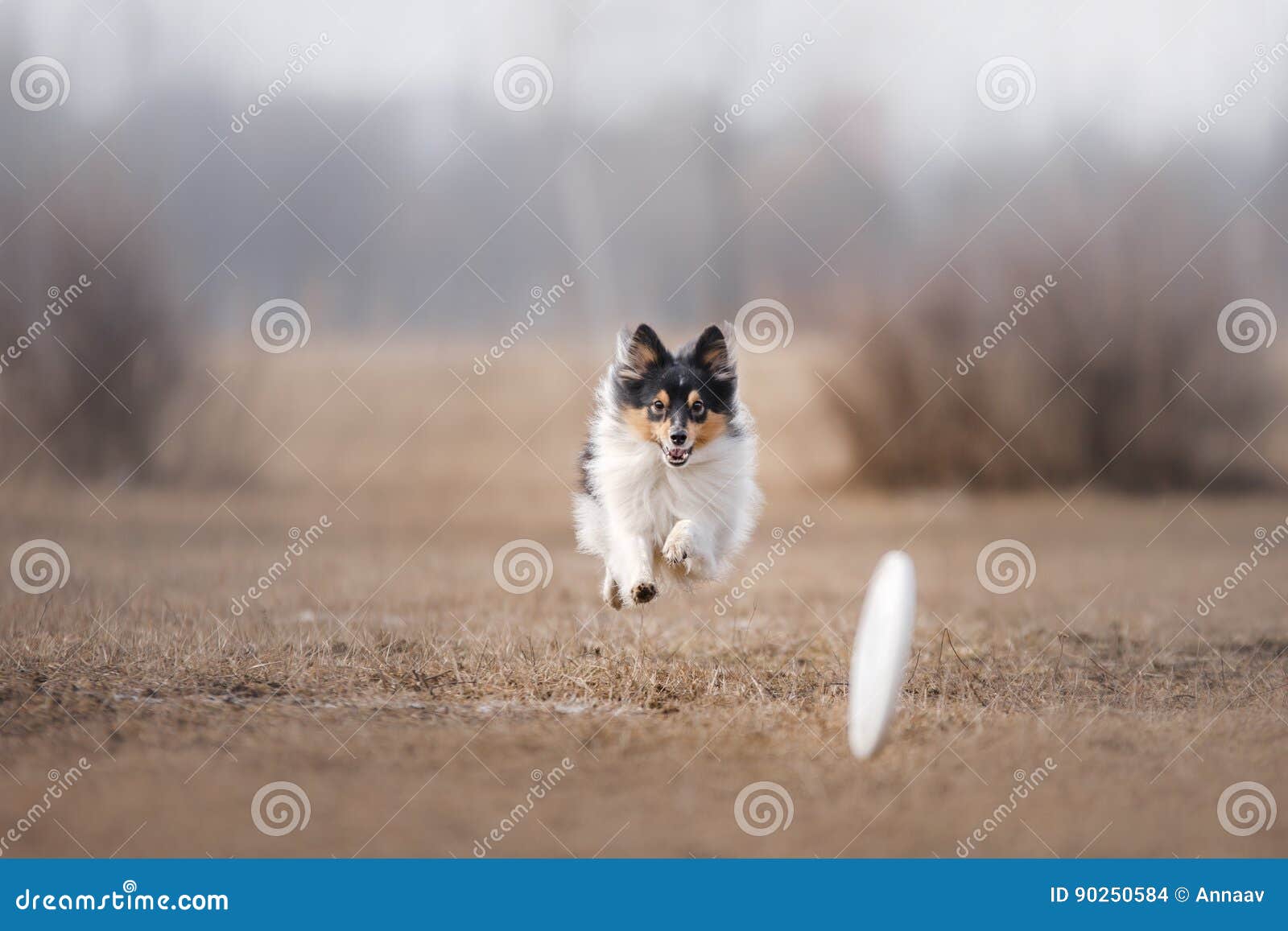 Dog catching flying disk stock photo. Image of play, catching - 90250584