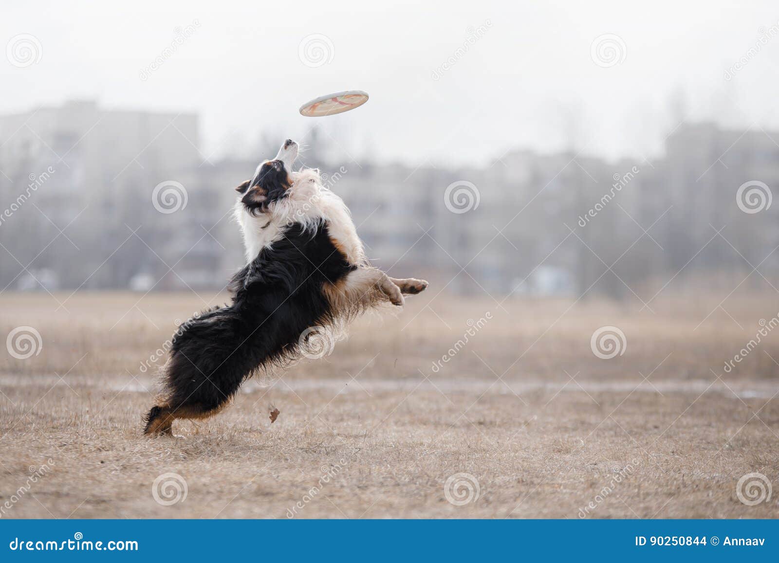 Dog catching flying disk stock photo. Image of activity - 90250844