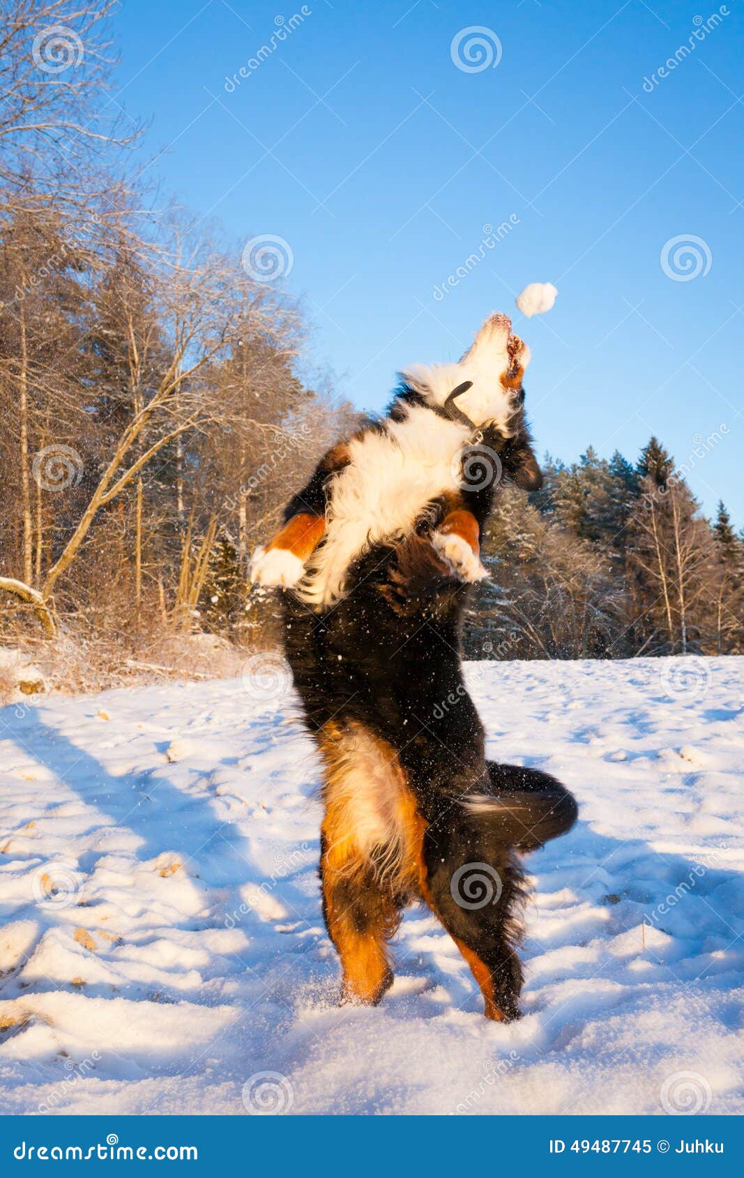 Dog catching snowball stock image. Image of nature, adorable - 49487745
