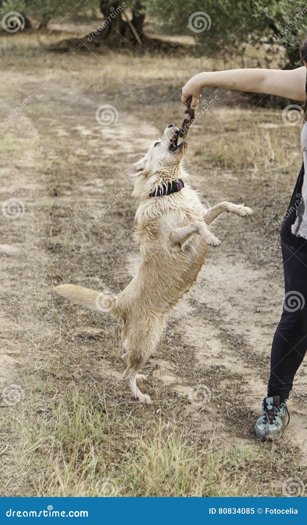 Dog catching stick stock image. Image of jump, animal - 80834085