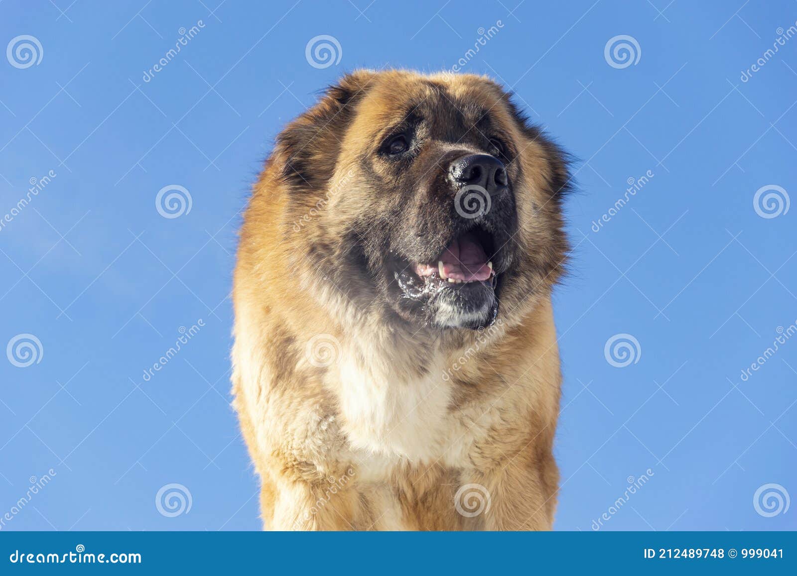 Dog Caucasian Shepherd Red Color. Big Face Stock Photo - Image of face ...