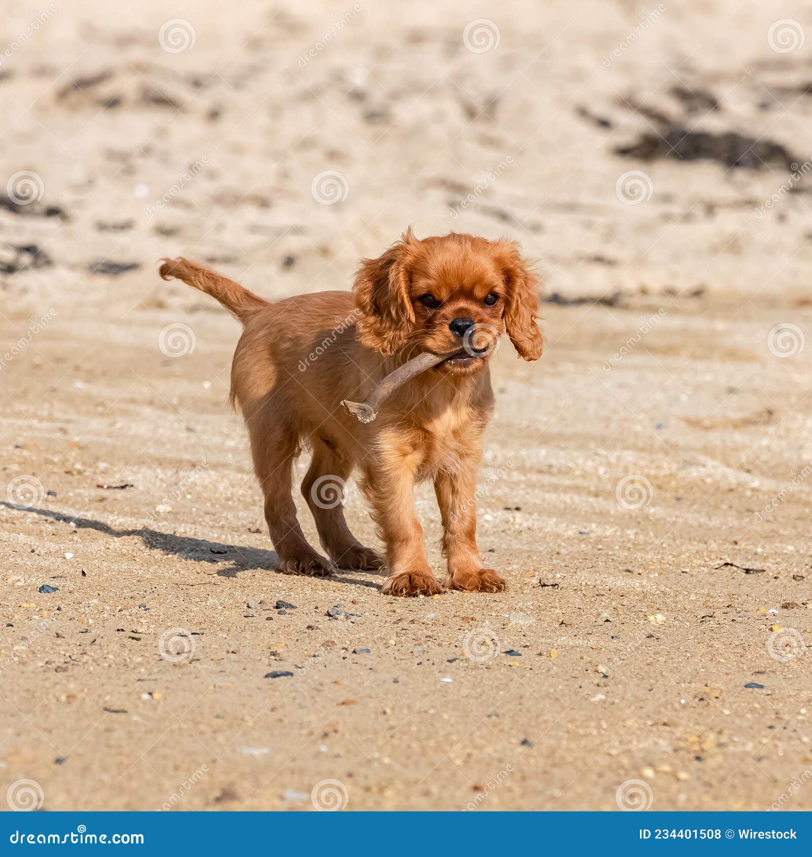 King Charles Spaniel Ruby Puppy
