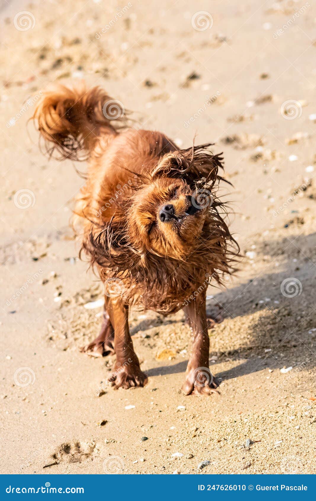 A Dog Cavalier King Charles Snorting on the Beach Stock Photo - Image ...