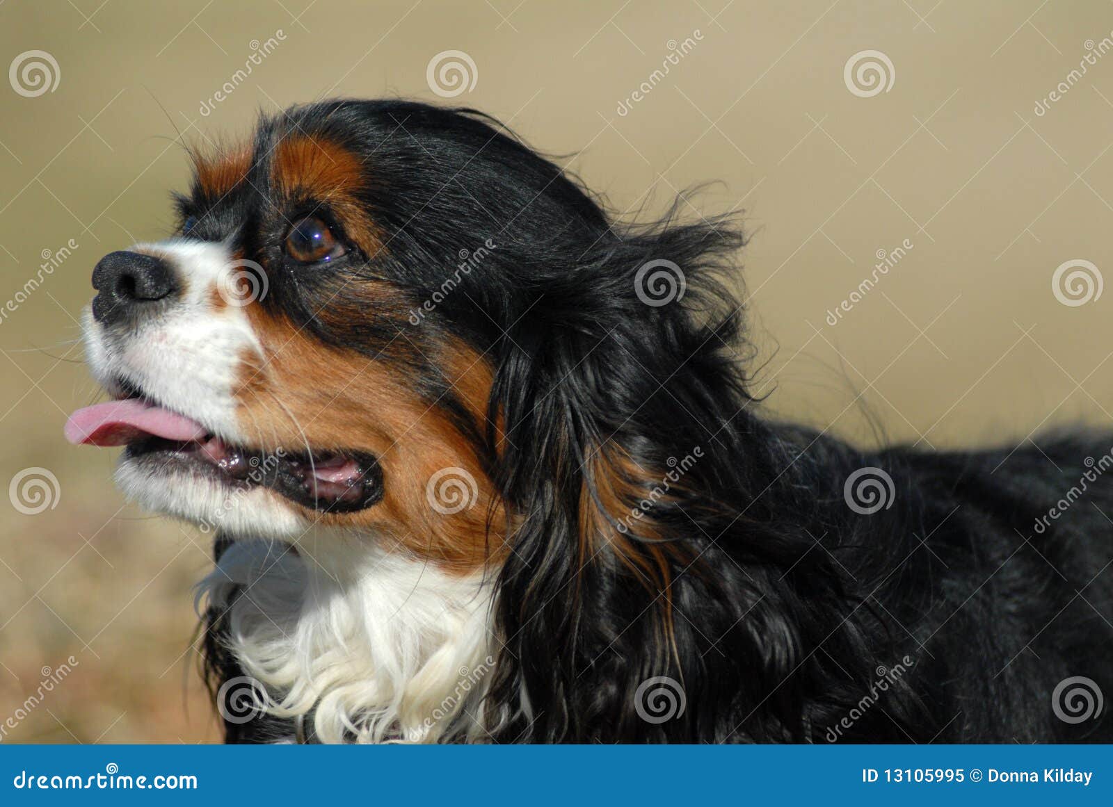 Dog - Cavalier King Charles Spaniel Stock Image - Image of hair ...