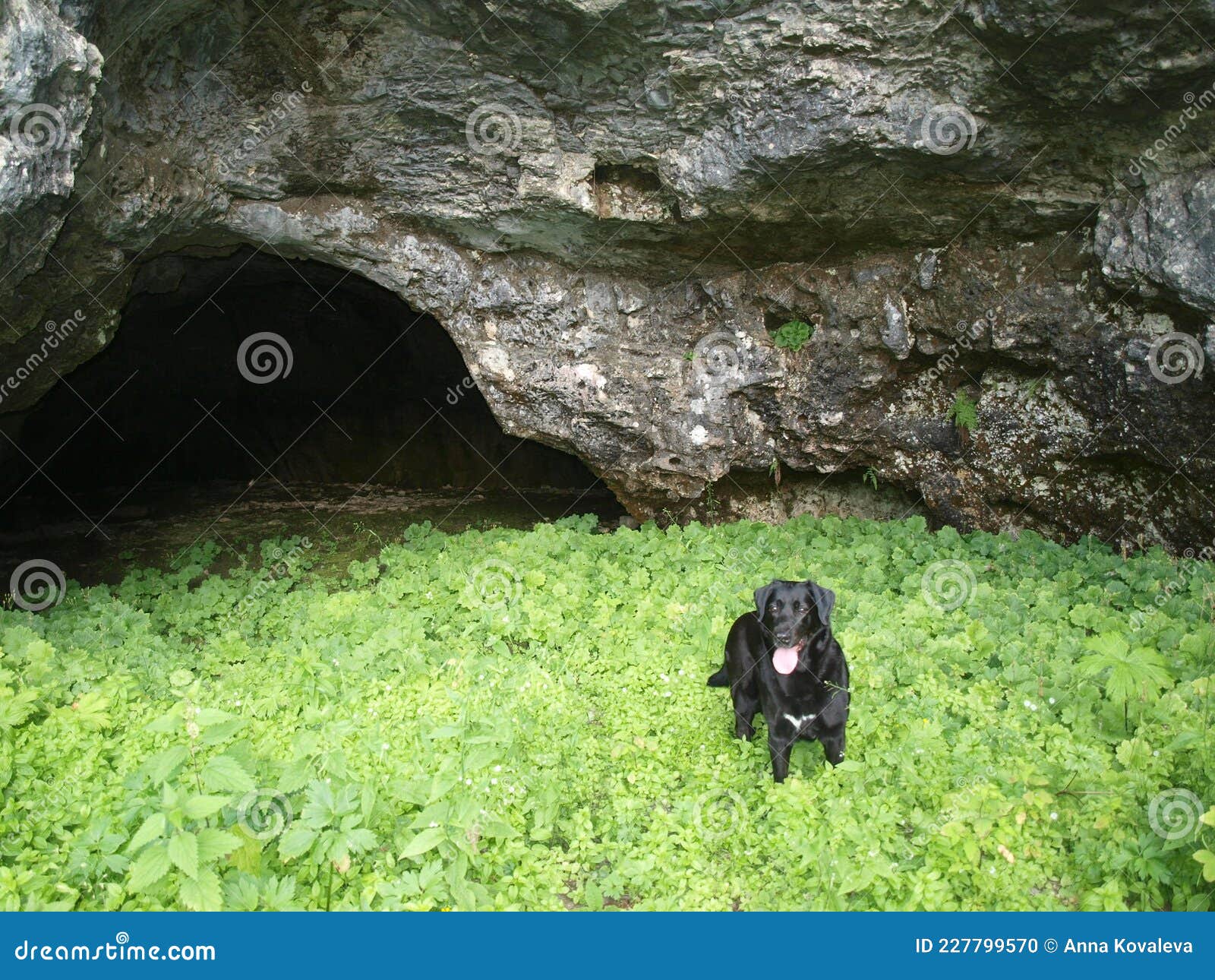 Dog in cave stock photo. Image of mammal, flower, stream - 227799570