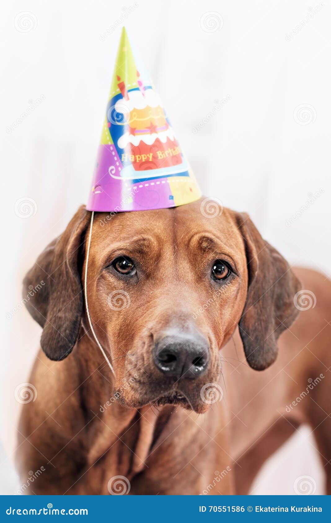 Dog celebrating birthday stock photo. Image of celebration - 70551586