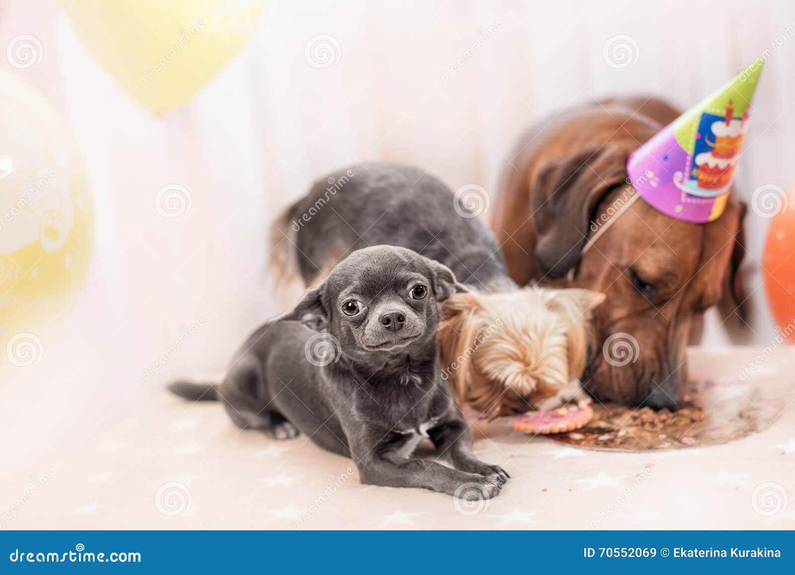 Dog celebrating birthday stock image. Image of flame - 70552069