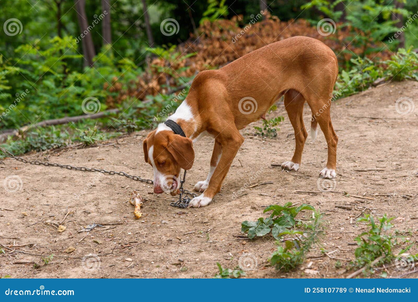 A dog on a chain stock image. Image of shelter, relax - 258107789
