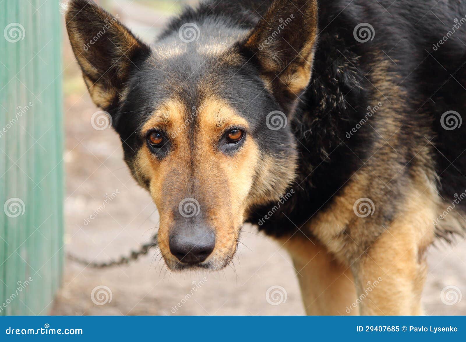 Dog on a chain. stock image. Image of aggressive, scare - 29407685