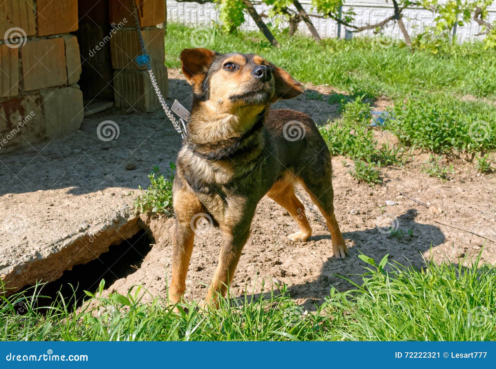 Dog on a chain stock image. Image of lonely, mongrel - 72222321